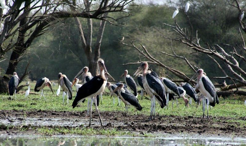 Dinder National Park, Khartoum | Explorow.com